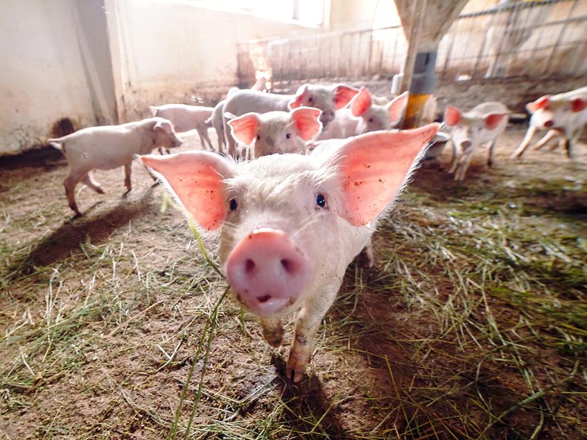 Mass Pig Deaths in China Cause Short Supply of U.S. Blood Thinner ...