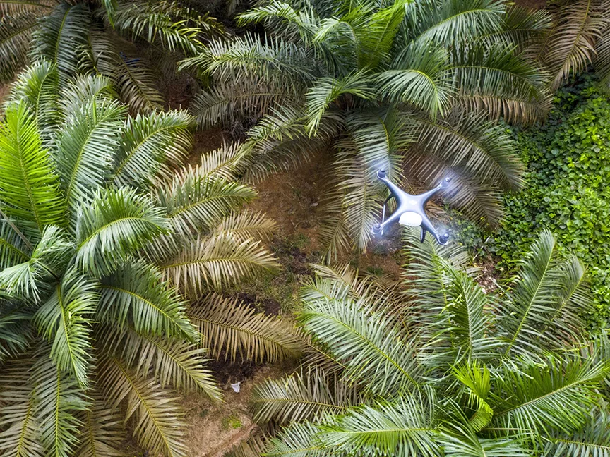 Unilever Uses Phones to Track Sustainable Palm Oil | 2020-08-18 ...
